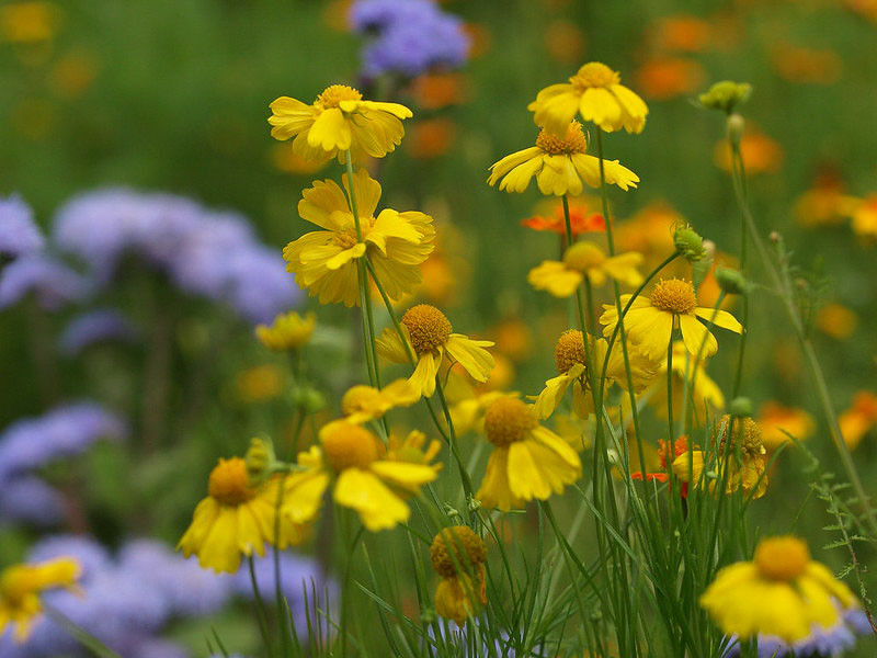 Helenium amarum (Yellow Sneezeweed)