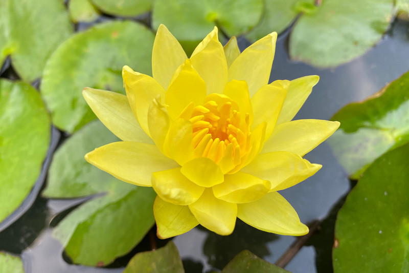 Nymphaea mexicana (Yellow Water Lily)