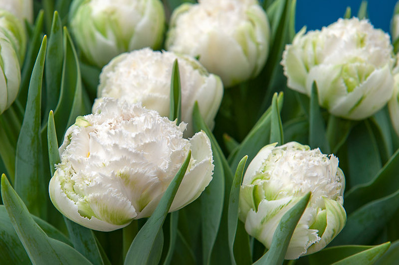 Tulipa 'Snow Crystal' (Double Late Tulip)