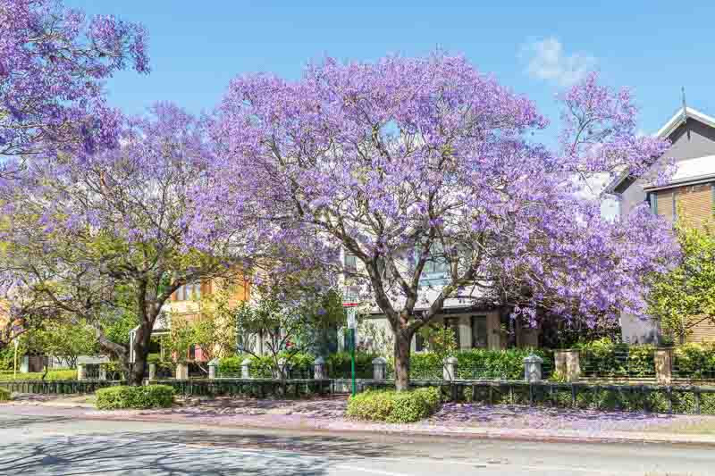 Jacaranda mimosifolia (Green Ebony Tree)