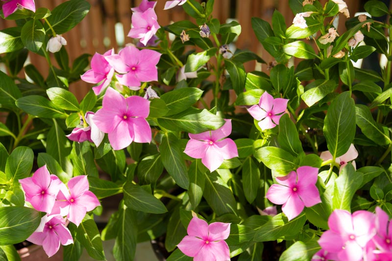 Catharanthus roseus (Madagascar Periwinkle)