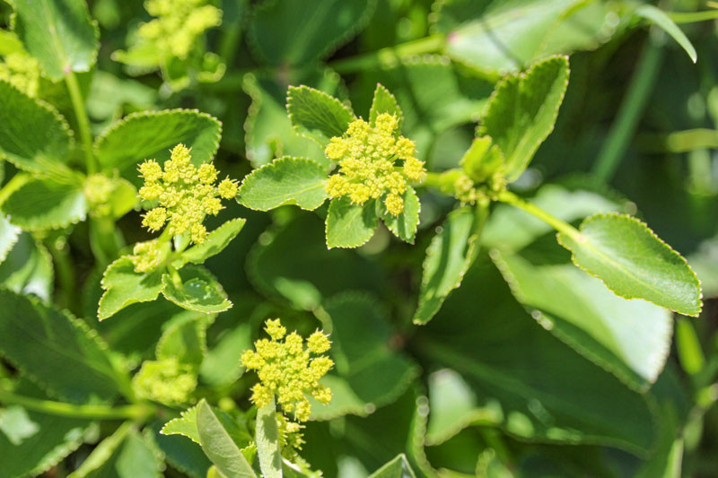 Zizia aptera (Heartleaf Alexanders)