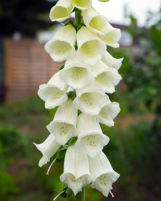 Digitalis purpurea f. albiflora (White-Flowered Foxglove)