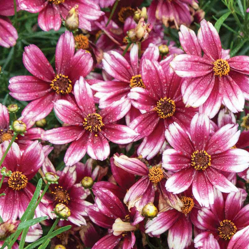 Coreopsis 'Berry Chiffon' (Tickseed)