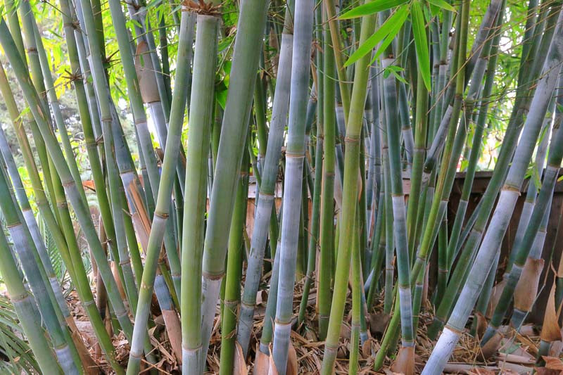 Bambusa chungii 'Barbelletta' (Blue Bamboo)