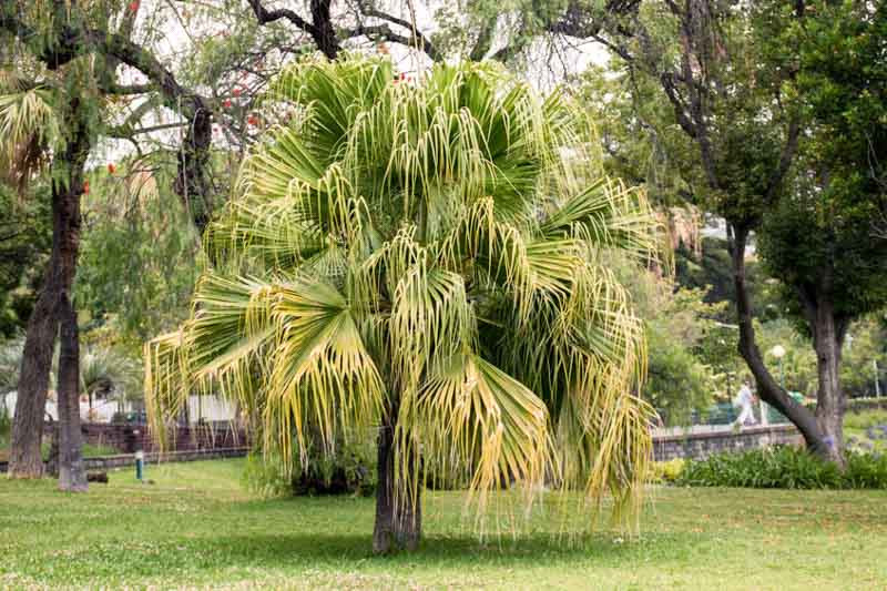 Livistona chinensis (Chinese Fan Palm)