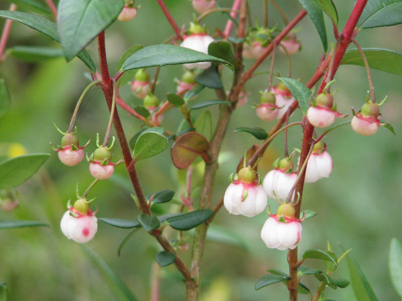 Ugni molinae (Chilean Guava)