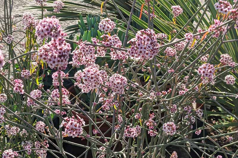 Euphorbia xanti (Baja Spurge)