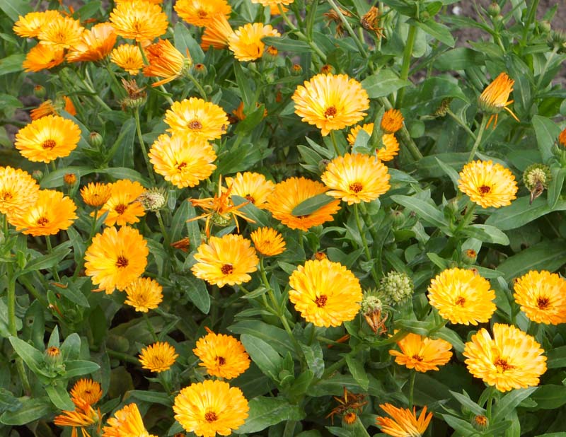 Calendula Winter Wonders® Amber Arctic (Pot Marigold)