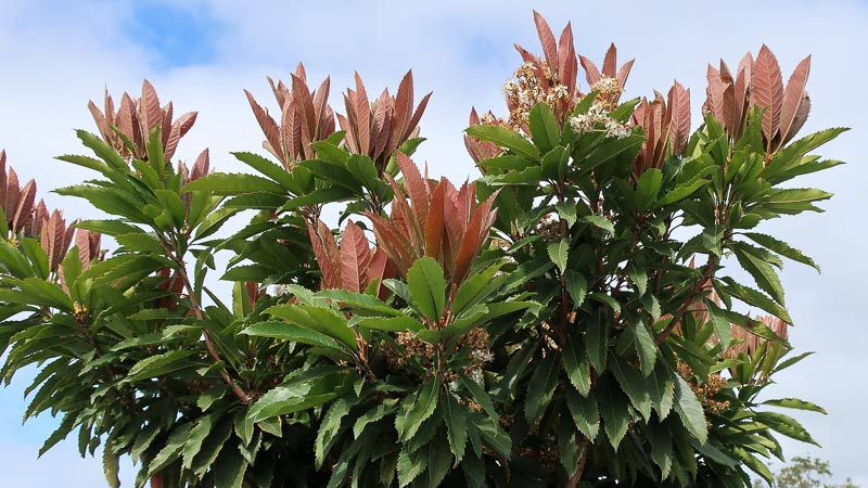 Eriobotrya deflexa (Bronze Loquat)
