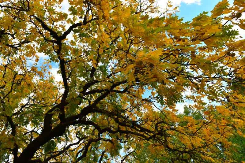 Fraxinus latifolia (Oregon Ash)