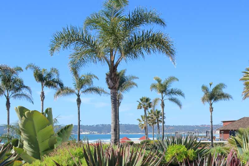 Syagrus romanzoffiana (Queen Palm)