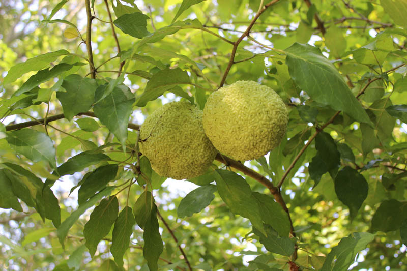 Maclura pomifera (Osage Orange)