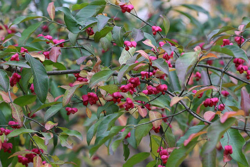 Euonymus atropurpureus (Eastern Wahoo)