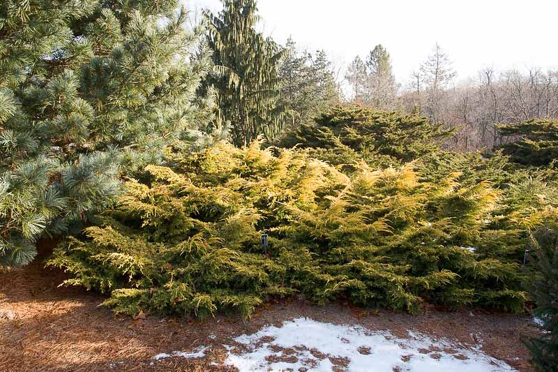 Juniperus × pfitzeriana 'Saybrook Gold' (Chinese Juniper)