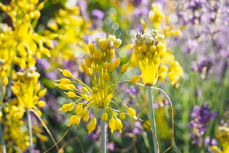 Allium flavum (Yellow-Flowered Garlic)
