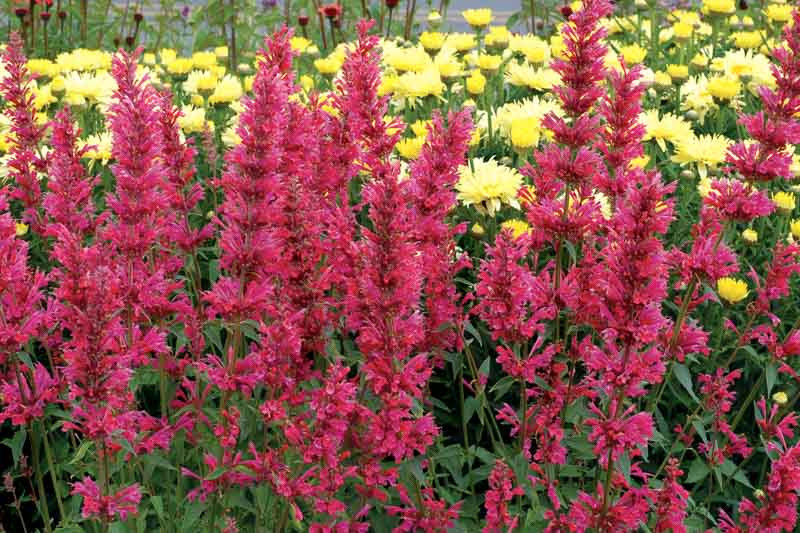 Agastache 'Raspberry Summer' (Hummingbird Mint)
