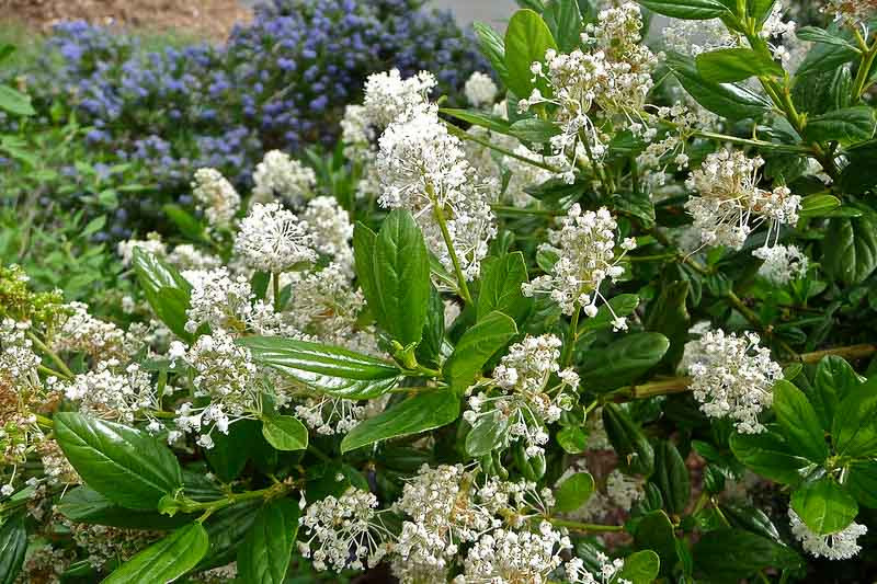 Ceanothus thyrsiflorus 'Snow Flurry' (California Lilac)