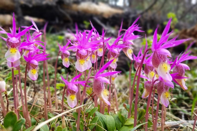 Calypso bulbosa (Fairy Slipper)