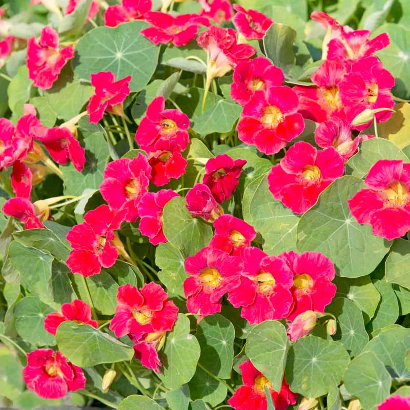 Tropaeolum minus 'Tip Top Rose' (Nasturtium)