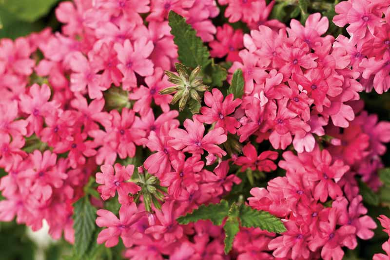 Verbena 'Superbena Coral Red'