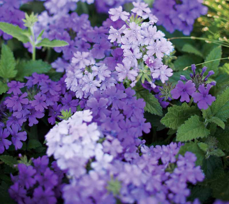 Verbena 'Superbena Large Lilac Blue'