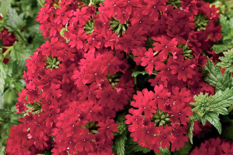 Verbena 'Superbena Royale Red'