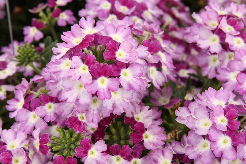 Verbena 'Superbena Sparkling Amethyst'