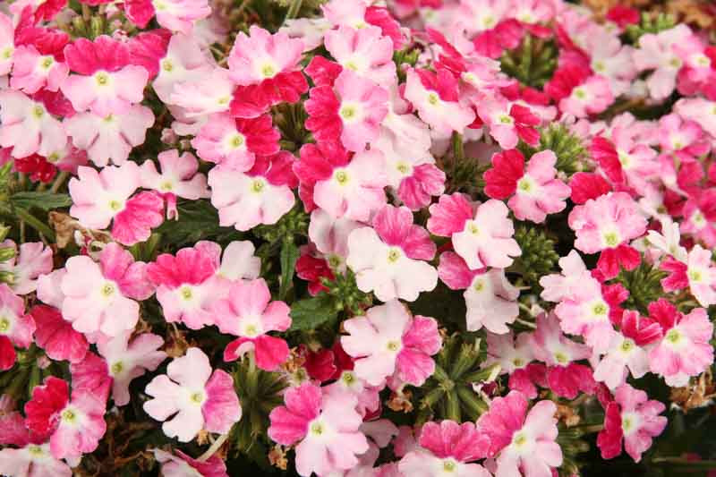 Verbena 'Superbena Sparkling Ruby'