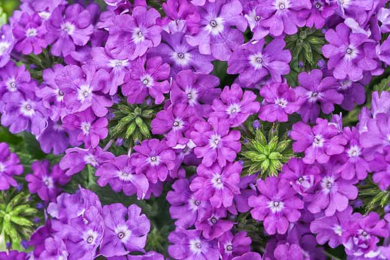 Verbena 'Superbena Violet Ice'