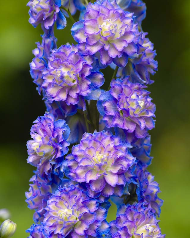 Delphinium 'Highlander Bolero' (Candle Larkspur)