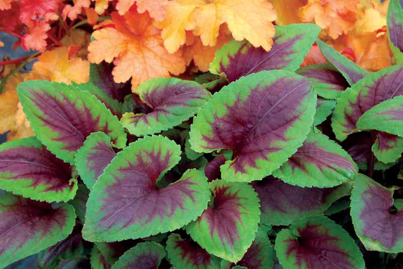 Viola 'Heartthrob' (Violet)