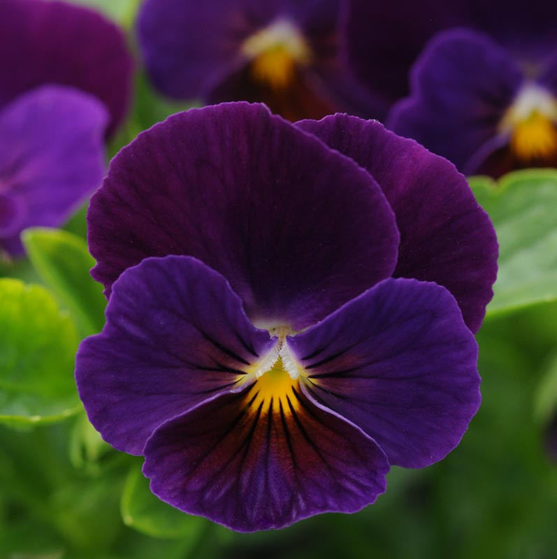 Viola 'Celestial Midnight'
