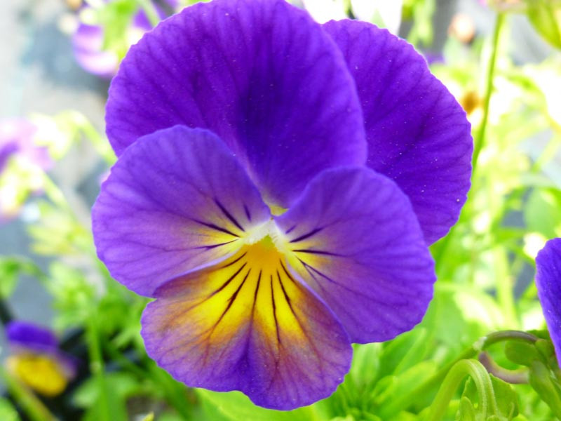 Viola 'Celestial Northern Lights'