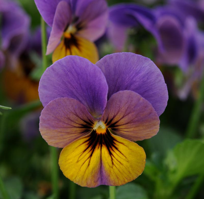 Viola 'Celestial Twilight'