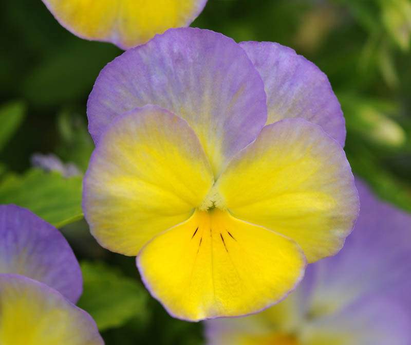 Viola cornuta 'Halo Lemon Frost' (Horned Violet)