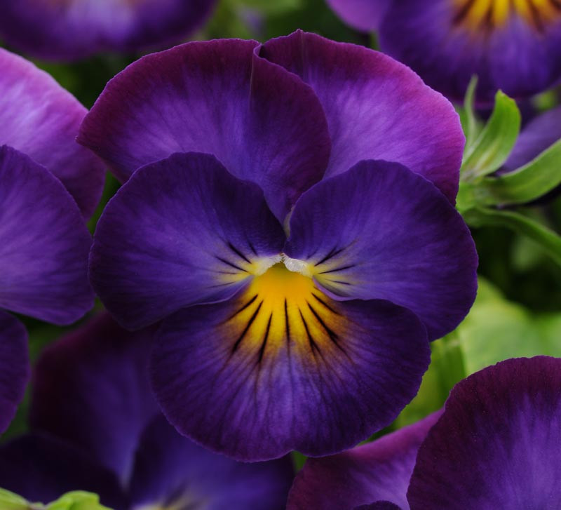Viola cornuta 'Halo Violet' (Horned Violet)