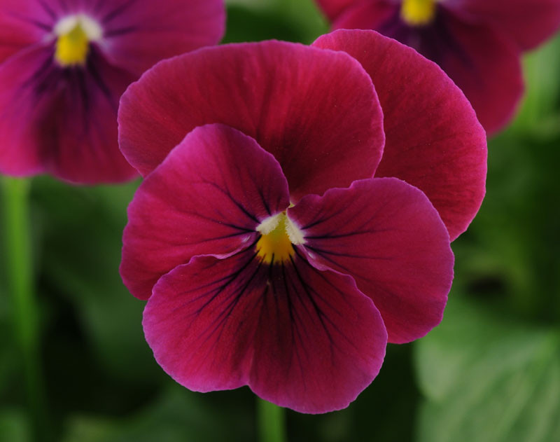 Viola 'Sorbet Carmine Rose' (Horned Violet)