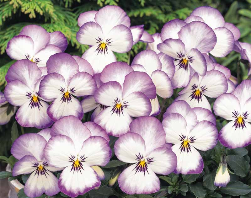 Viola 'Sorbet Coconut Swirl' (Horned Violet)