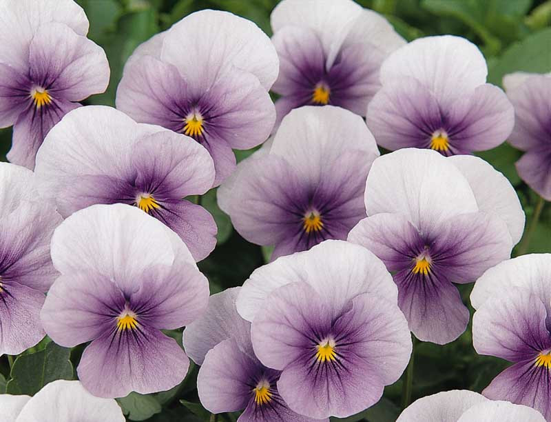Viola 'Sorbet Icy Blue' (Horned Violet)