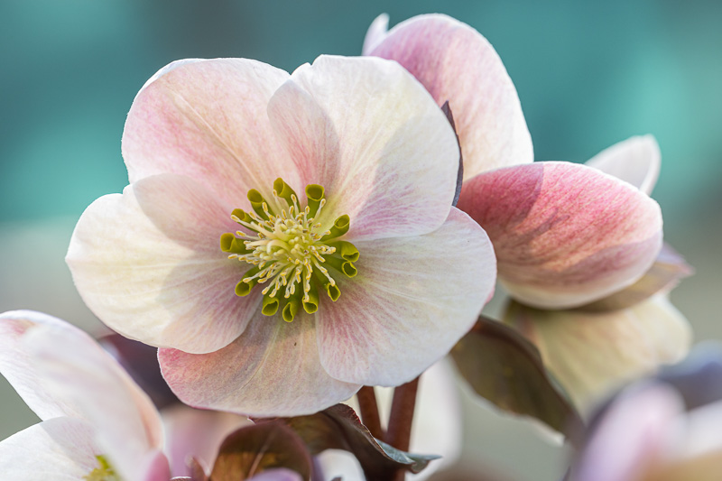 Helleborus x ballardiae 'HGC Merlin' (Hellebore)