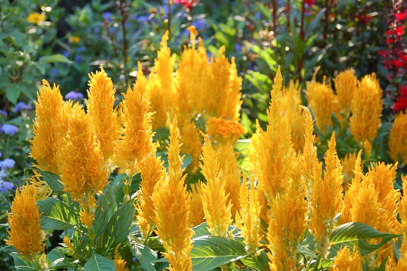 Celosia argentea var. cristata (Plumosa Group) 'Fresh Look Gold'