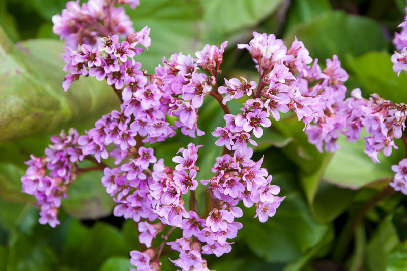 Bergenia crassifolia (Winter-Blooming Bergenia)