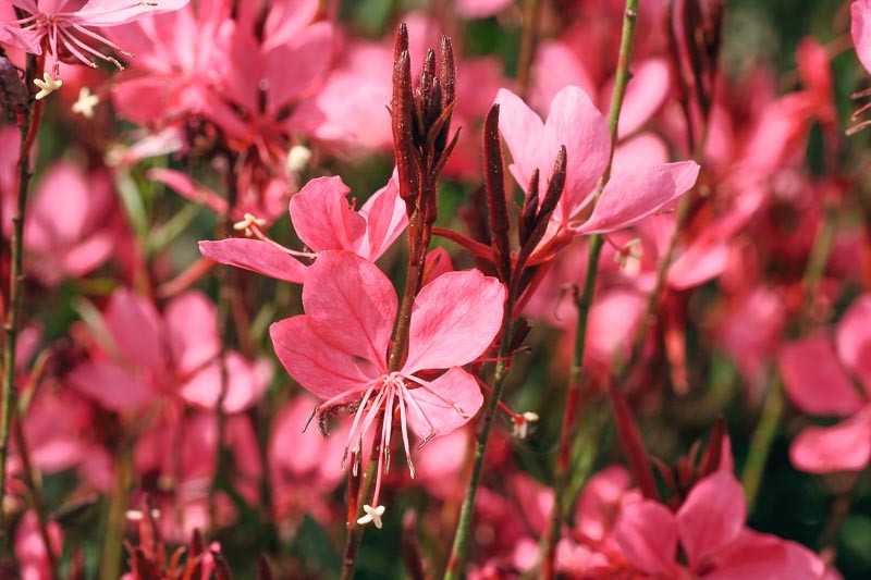 Gaura lindheimeri BELLEZA® Dark Pink (Beeblossom)