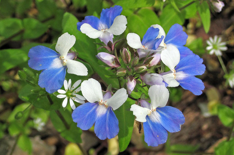 Collinsia verna (Blue Eyed Mary)
