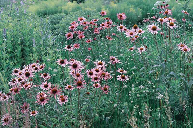 Echinacea tennesseensis (Tennessee Coneflower)