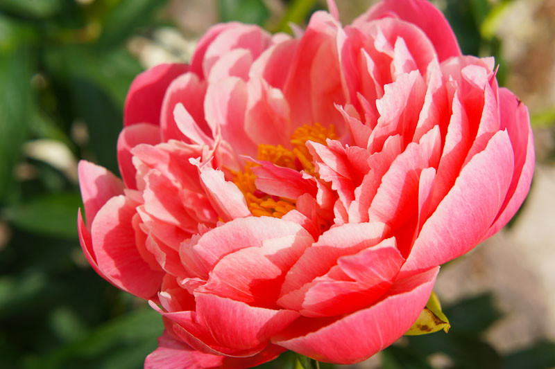 Paeonia 'Coral Sunset' (Peony)