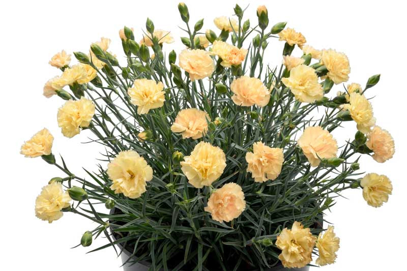Dianthus Promotional Hello Yellow (Border Carnation)
