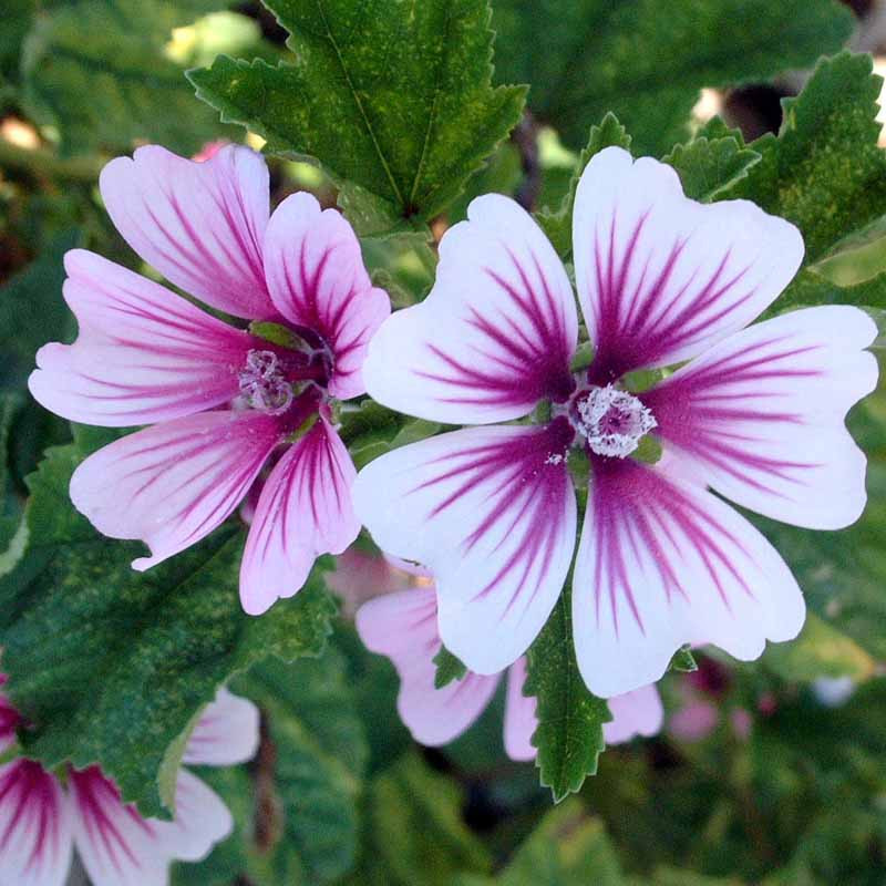Malva sylvestris var. mauritiana 'Zebrina' (Zebra Mallow)