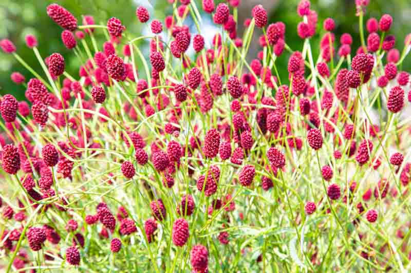 Sanguisorba officinalis (Great Burnet)